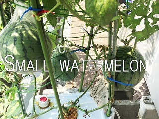 320Small watermelon | katei2